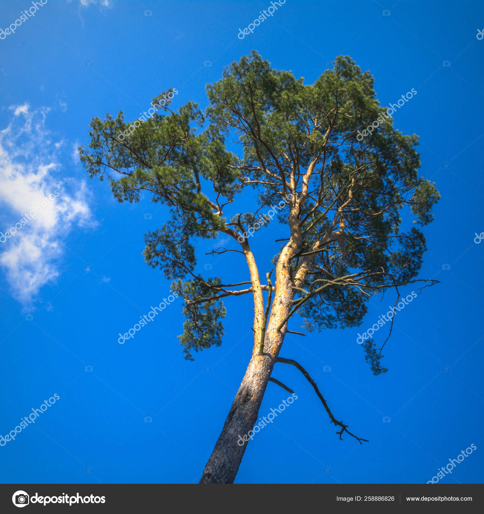 Old Big Tree Color Background Blue Sky Nature Series Stock Photo by ...