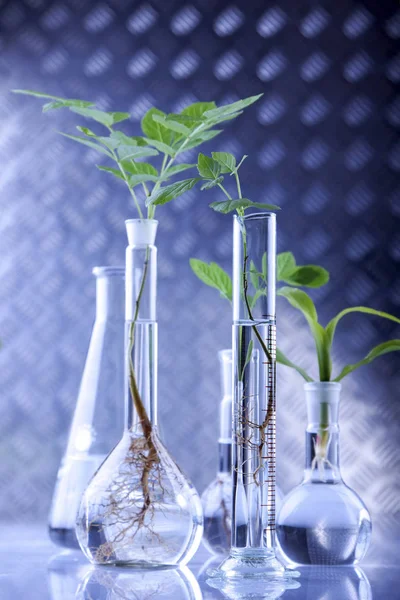 Plants Laboratory Background Close Stock Photo by ©YAYImages 258581854