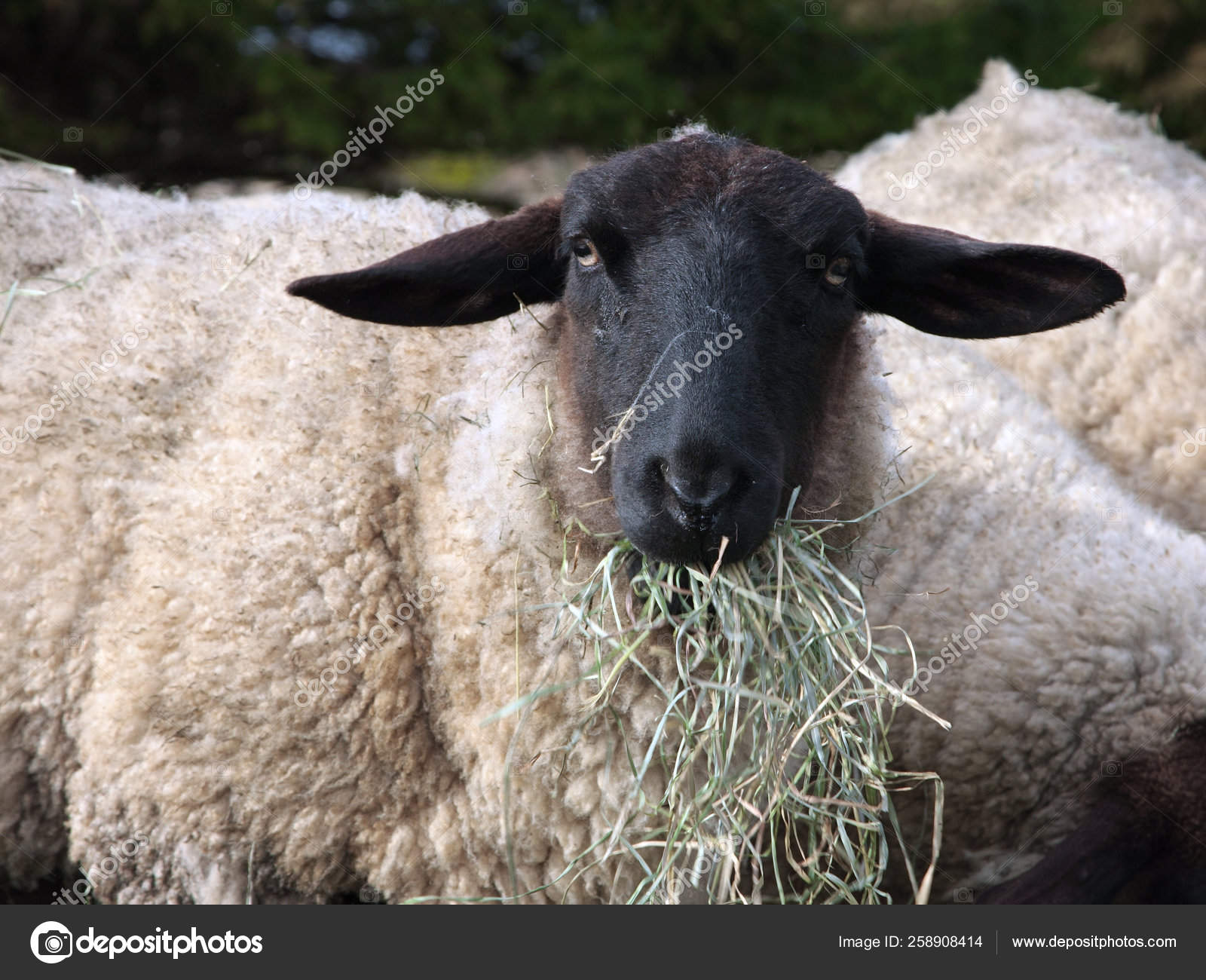 Close Suffolk Sheep Eating Hay Shallow Depth Field Focus Head Stock ...