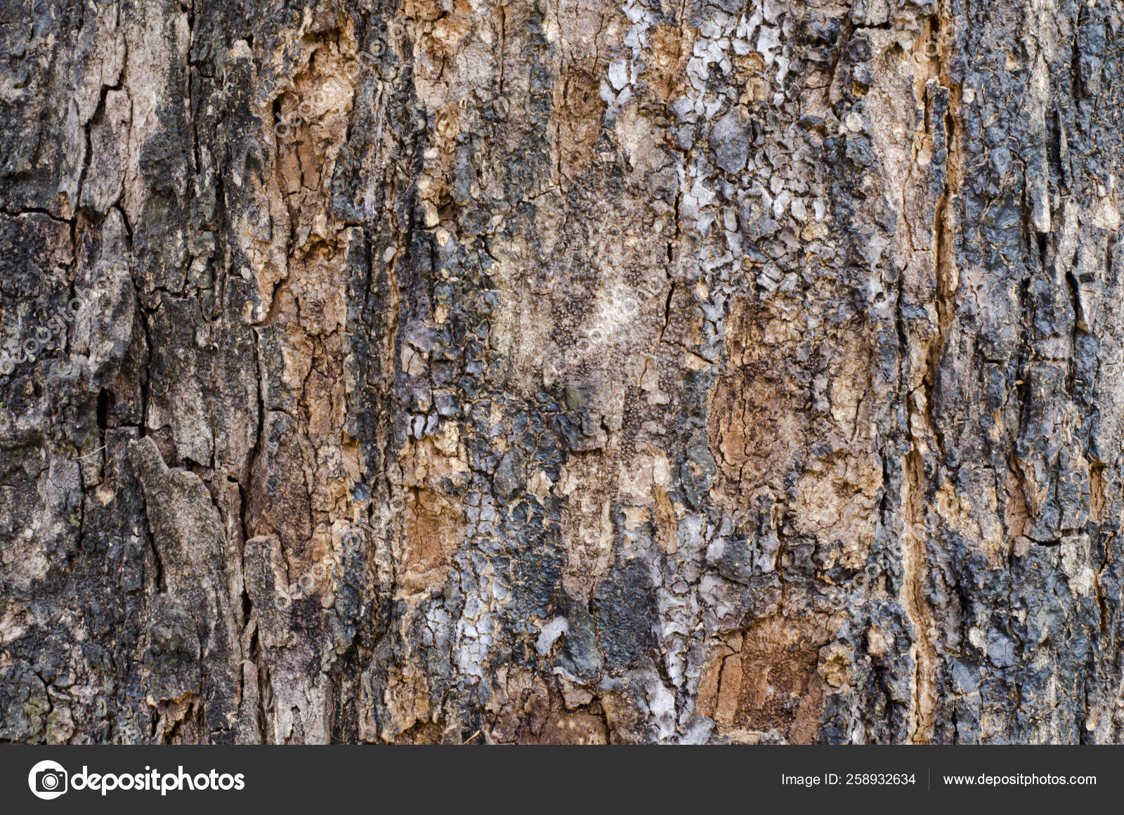 Bark Wood Texture Background Stock Photo by ©YAYImages 258932634