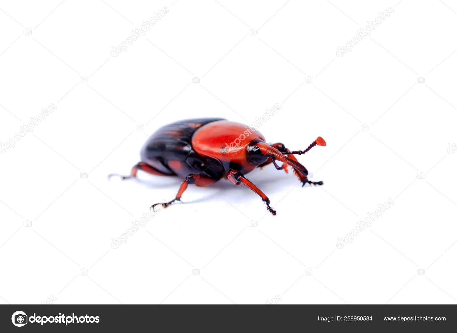 Red Palm Weevil Isolated White Background Stock Photo by ©YAYImages ...