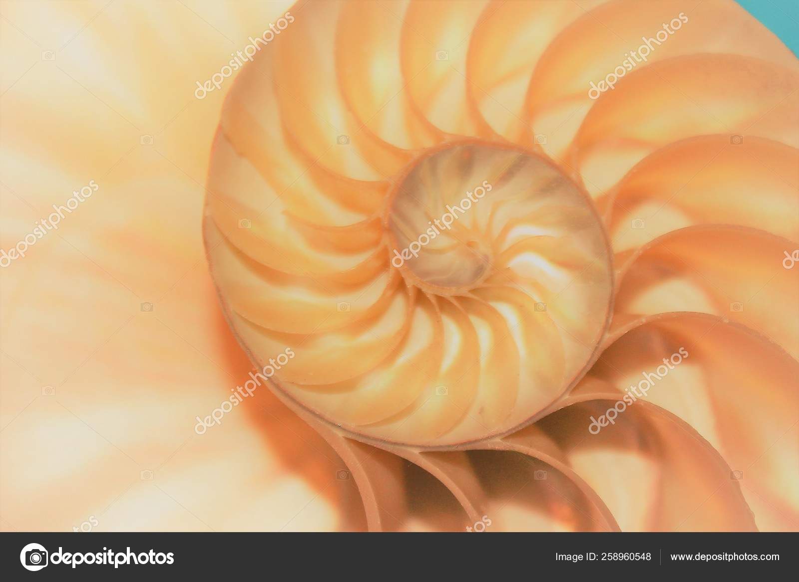 Nautilus Shell Fibonacci Symmetry Cross Section Spiral Structure Growth ...