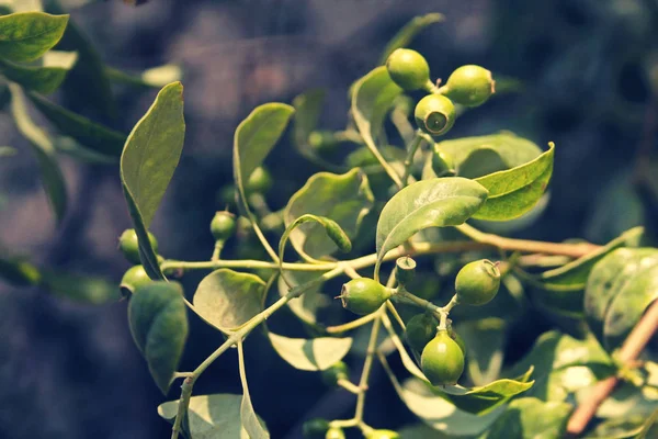sandalwood tree branches with green leaves - Stock Image - Everypixel