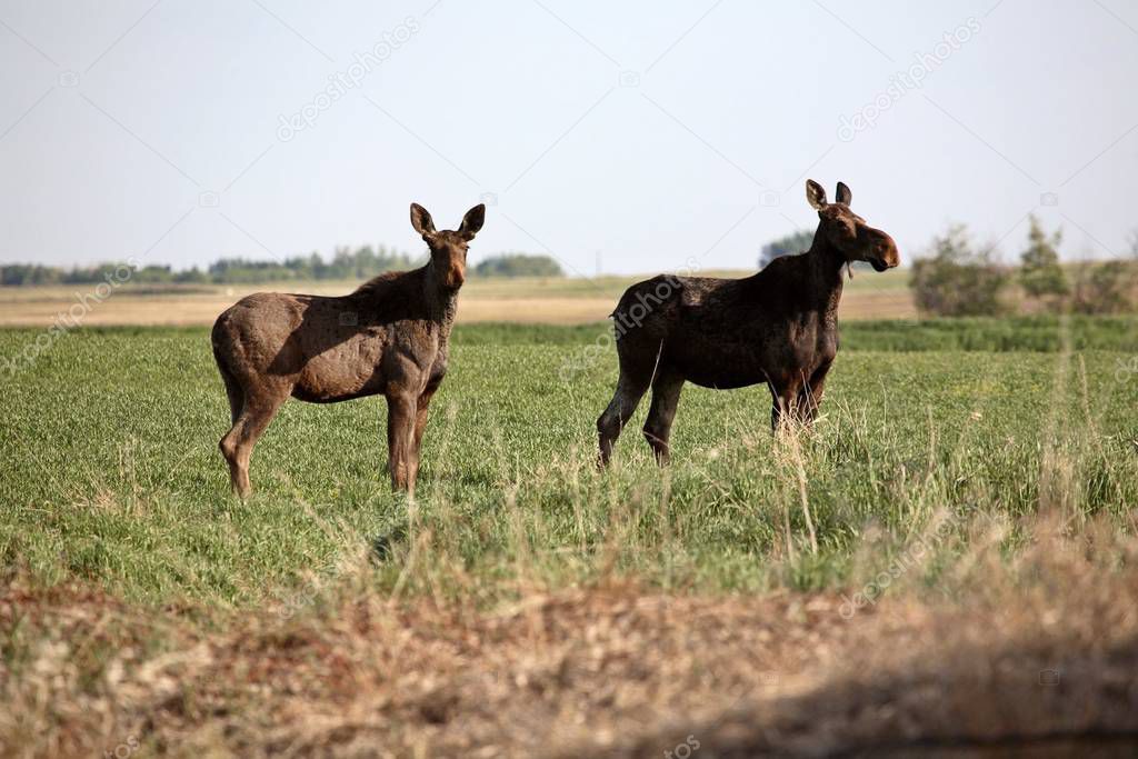 Moose (Alces alces americanus) se distingue de otros miembros de ...