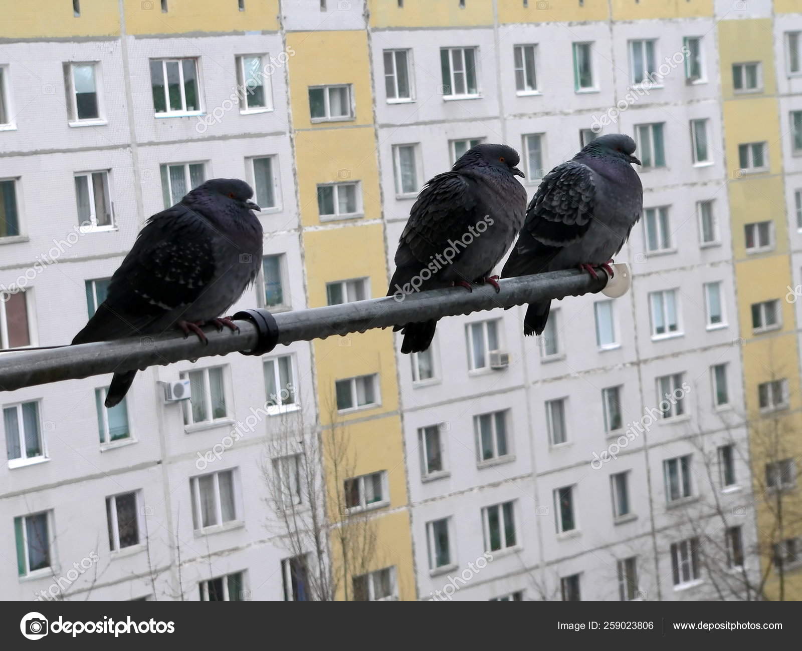 Three Doves Background Building Stock Photo by ©YAYImages 259023806