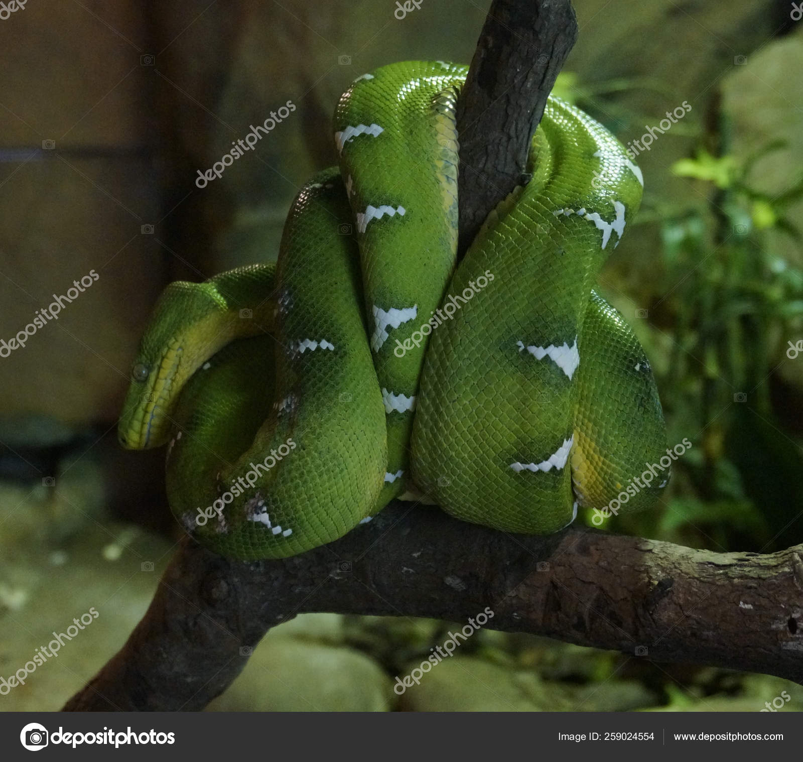 Green Python Rainforest Malaysia Langkawi Stock Photo by ©YAYImages ...
