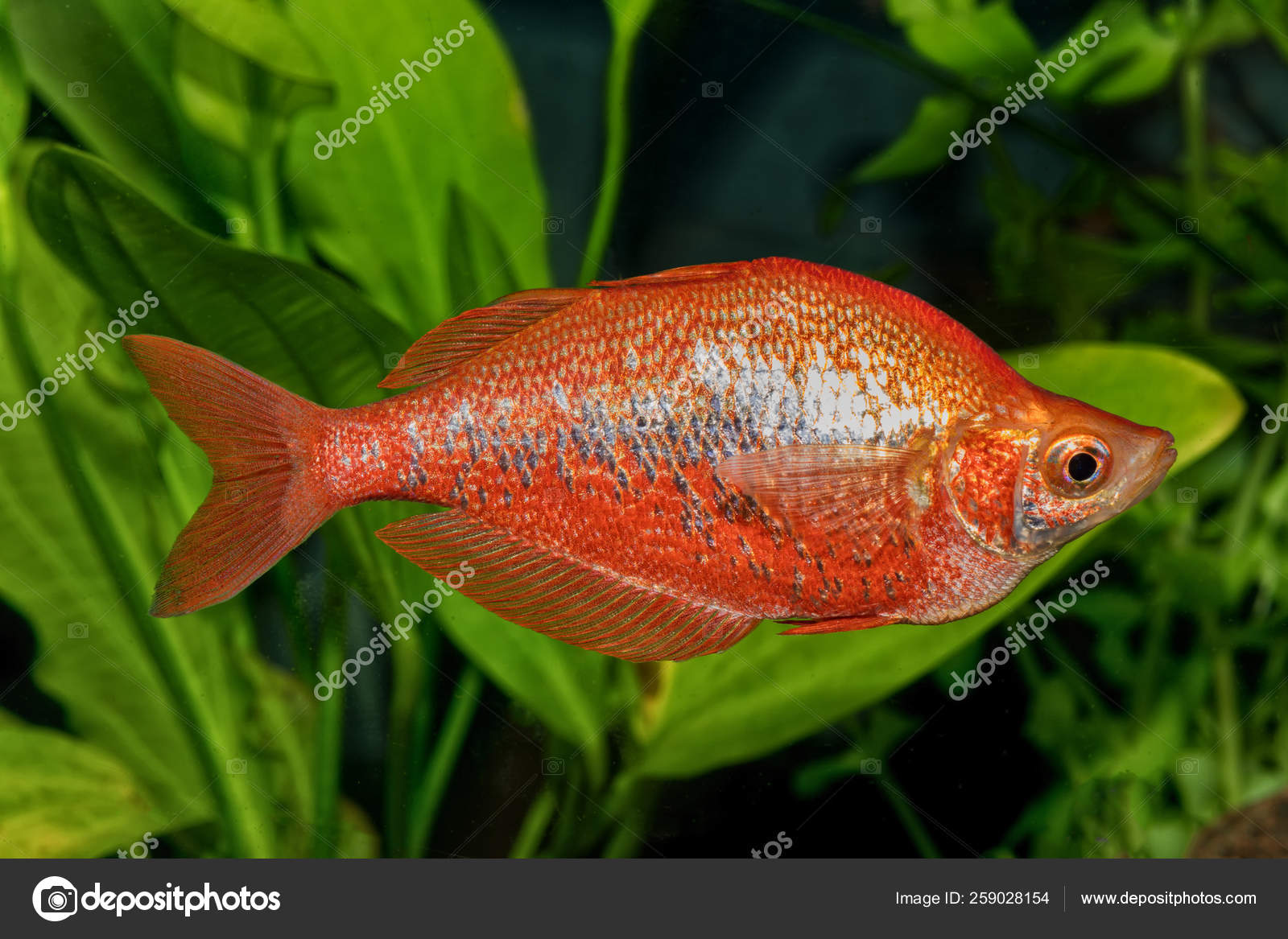 Tropical Rainbow Fish