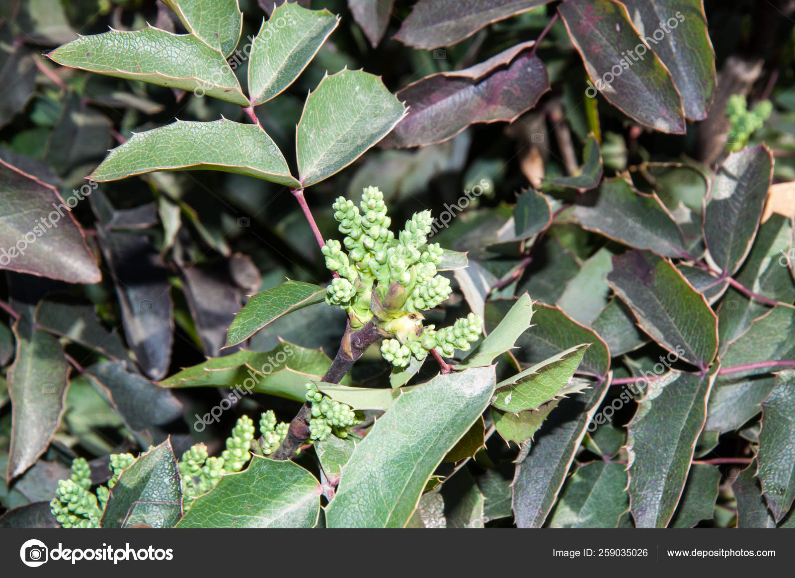 Mahonia Aquifolium Evergreen Shrubs Genus Mahonia Stock Photo by ...