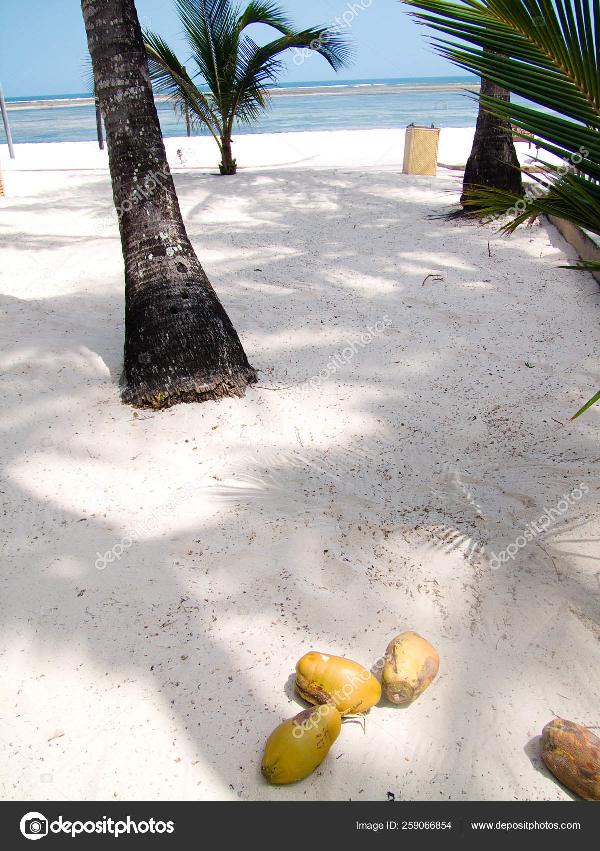 Coconuts Falling Trees White Sands Dreamy Beach – Stock Editorial Photo ...