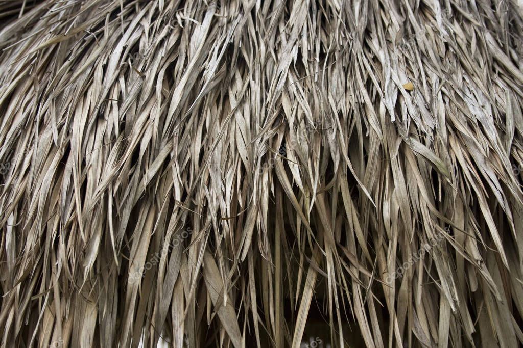 Textura de la hoja "Atap", que siempre se utiliza como techo en el ...