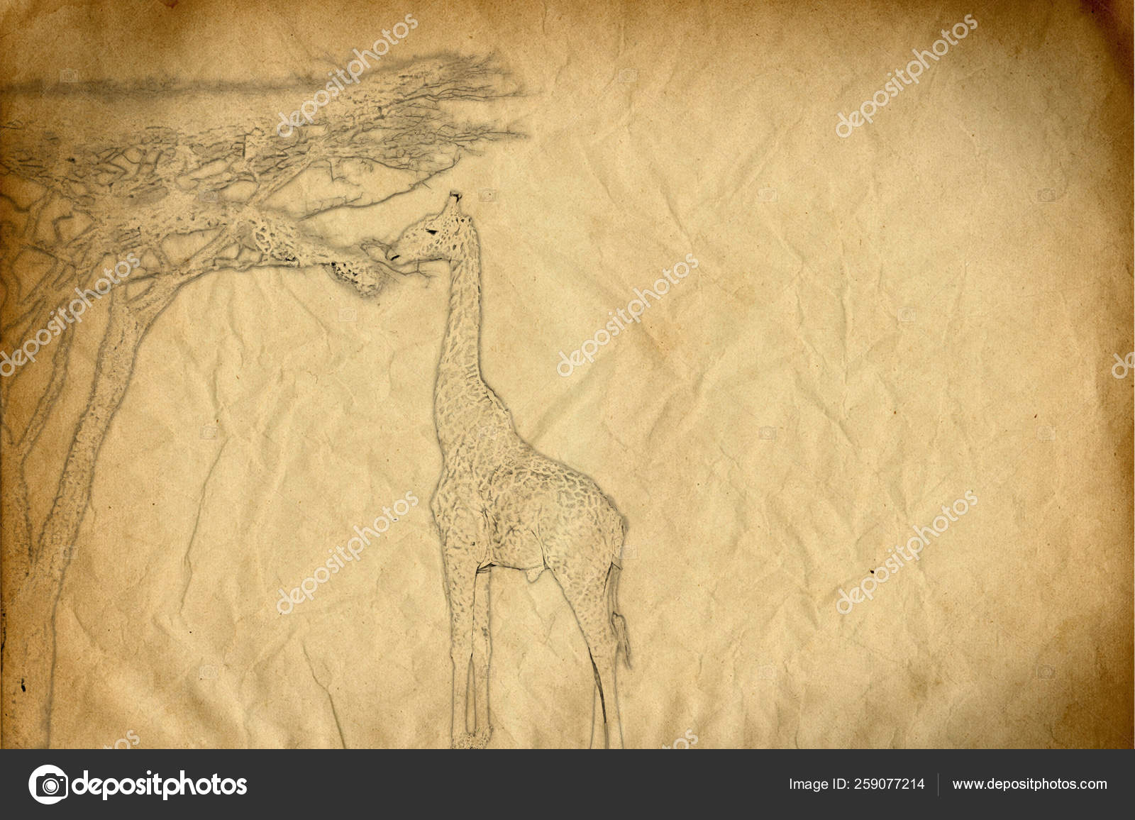 Drawing Giraffe Eating Spruce Leaves Yellow Colored Paper Background ...