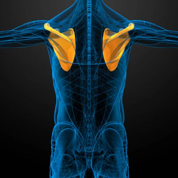 Render Medical Illustration Scapula Bone Back View Stock Photo by ...