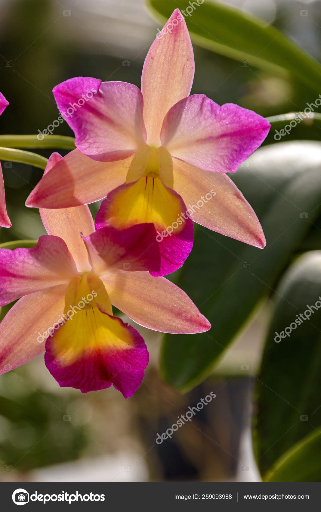 Details Orchid Colors Leaf Textures Petals Stock Photo by ©YAYImages ...