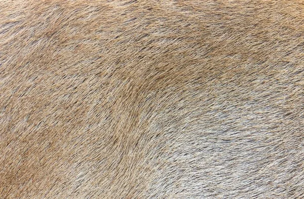 Deer skin Stock Photos, Royalty Free Deer skin Images | Depositphotos