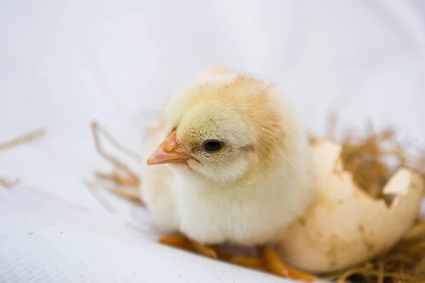 Newly hatched chicks Stock Photos, Royalty Free Newly hatched chicks ...