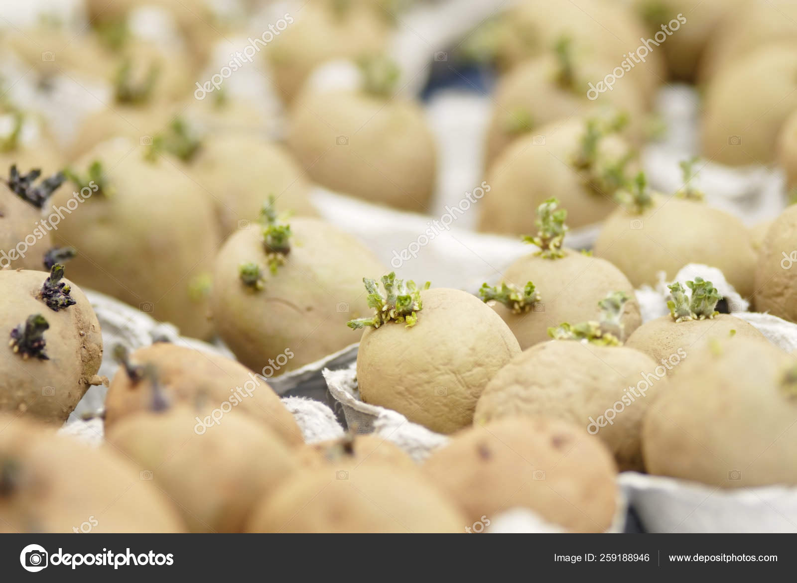 Seis Papas Rápidas Picando Una Caja Huevo Dof Corto Concéntrate — Foto ...