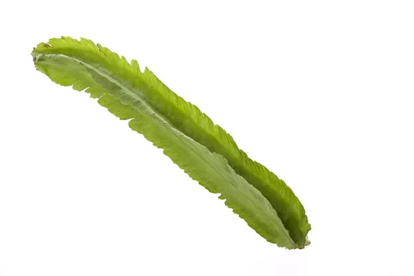 Sigarilyas Clipart Of Flowers