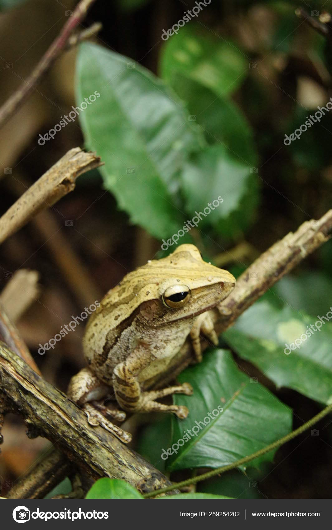 Cropped View Small Frog Stock Photo by ©YAYImages 259254202