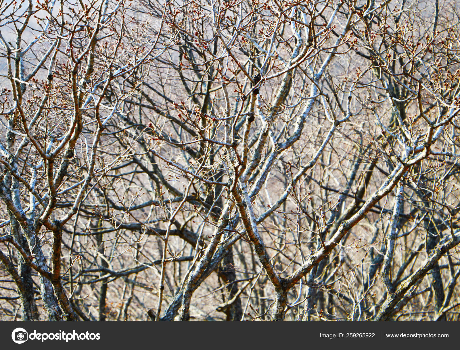 Close Bare Tree Brunches Buds Stock Photo by ©YAYImages 259265922