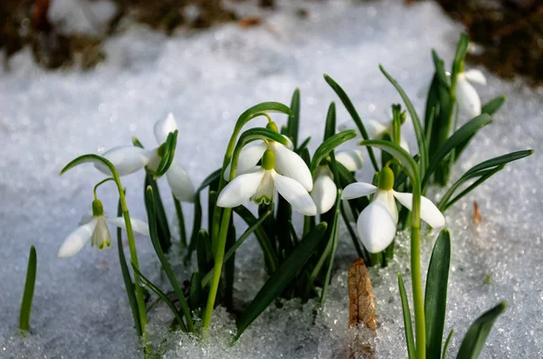 Snowdrops flowers in snow at early spring Stock Photo by ©O.Rohulya ...