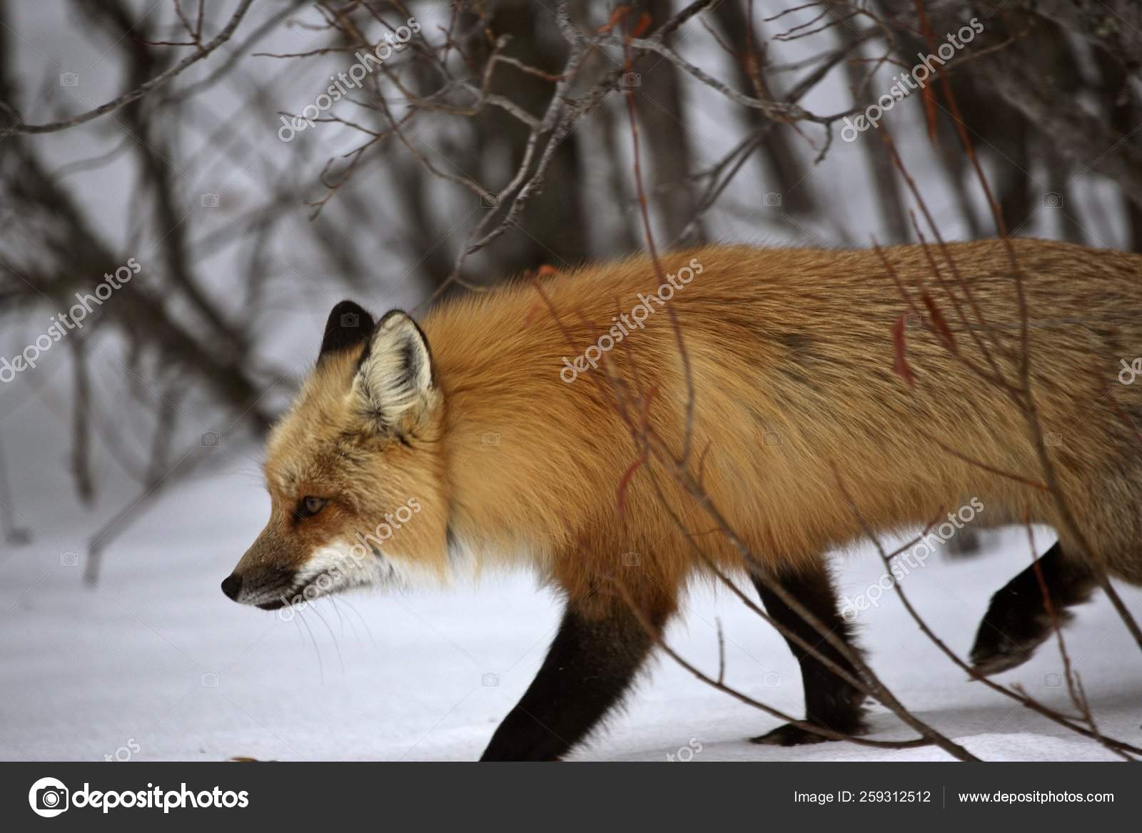 Red Fox Vulpes Vulpes Most Commonly Rusty Red White Underbelly Stock ...