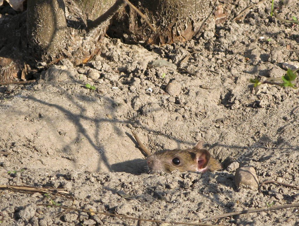 Rata común en su hábitat natural mirando por su agujero 2024