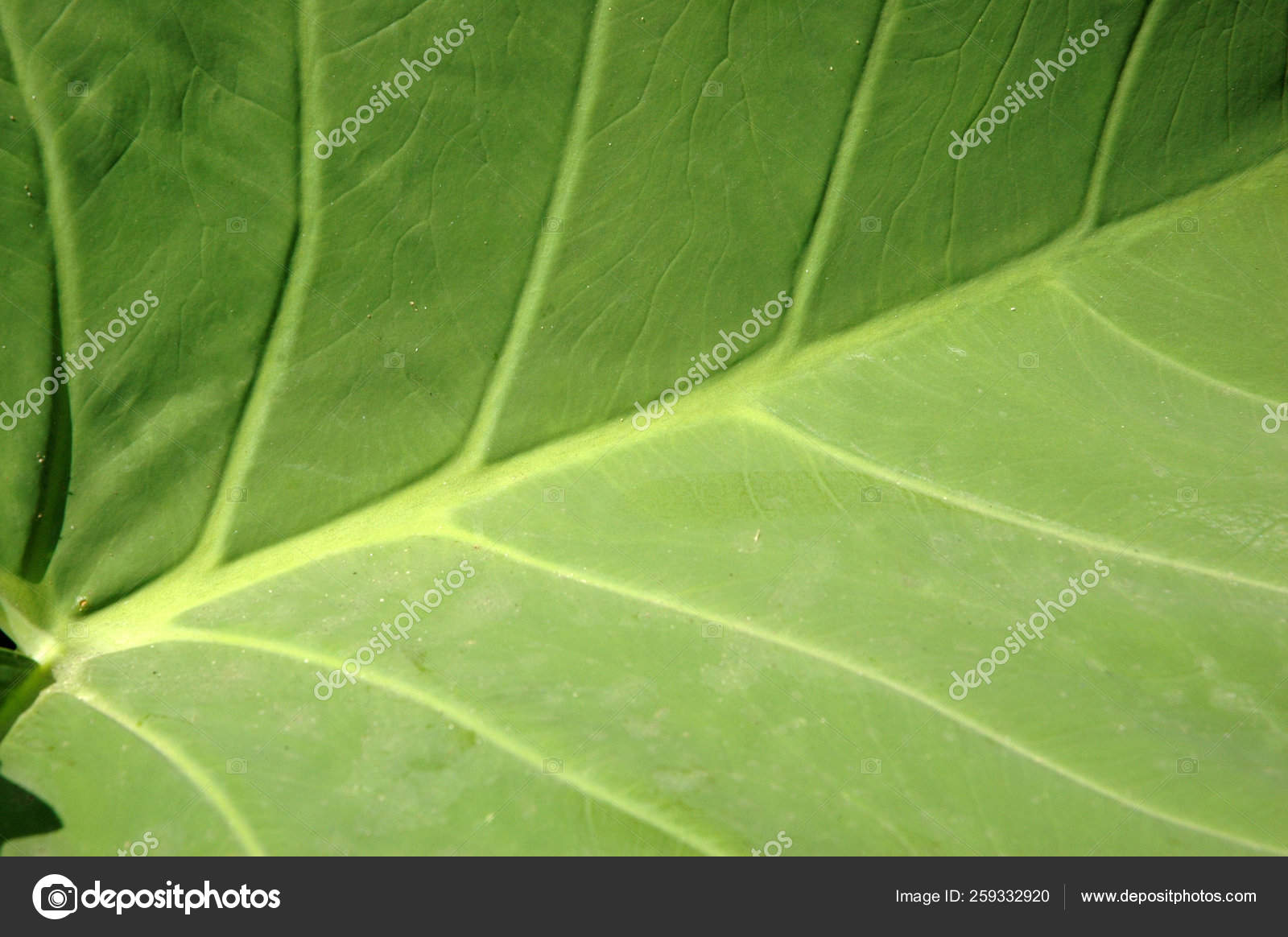 Taro Leaf Texture Detail Stock Photo by ©YAYImages 259332920