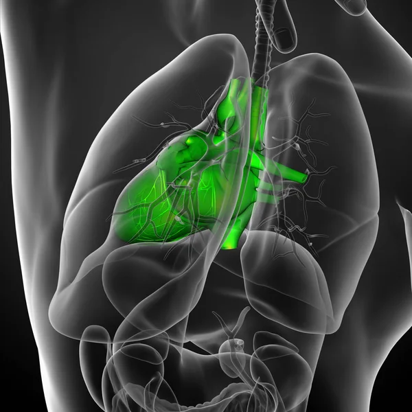 Rendered Medical Illustration Human Heart Back View Stock Photo by ...