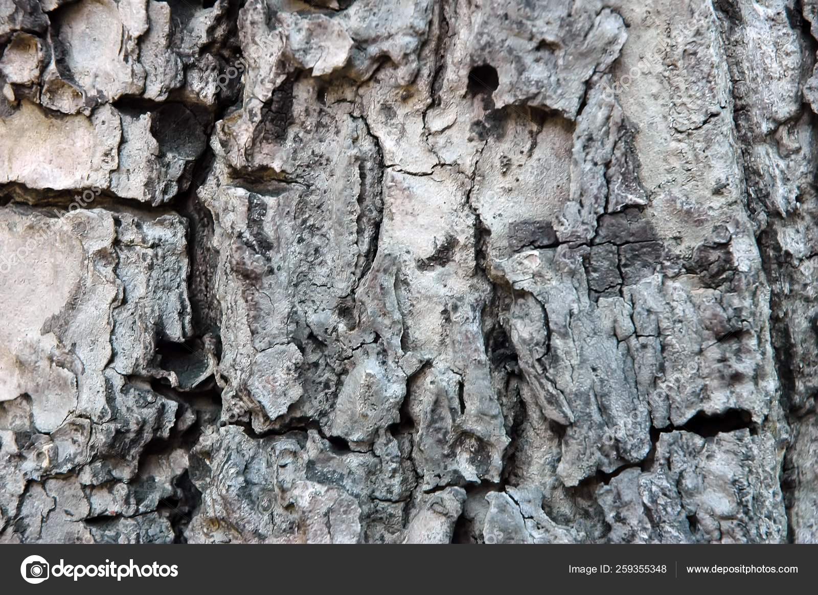Surface Trunk Texture Background Copy Space Stock Photo by ©YAYImages ...