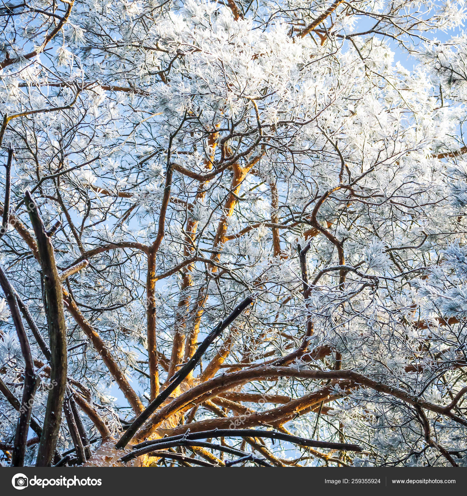 Old Big Tree Color Background Blue Sky Stock Photo by ©YAYImages 259355924