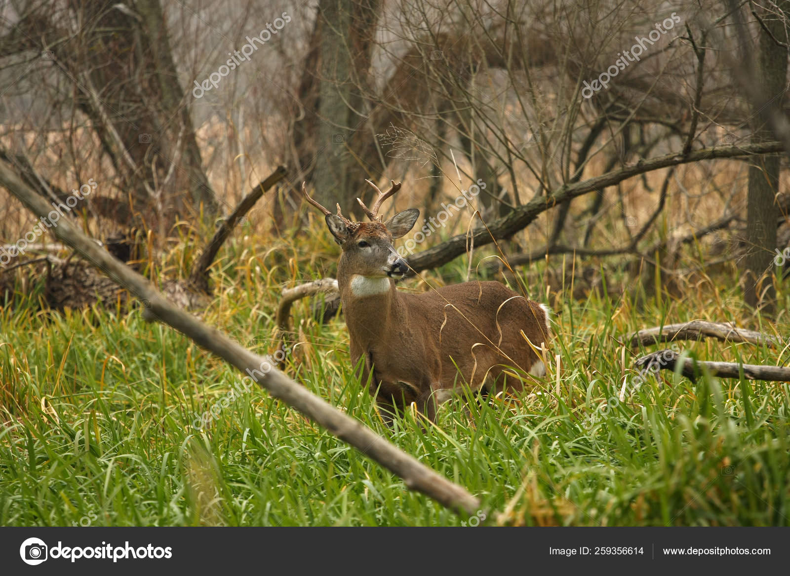 White Tailed Deer Odocoileus Virginianus Buck Marsh Grass Stock Photo ...