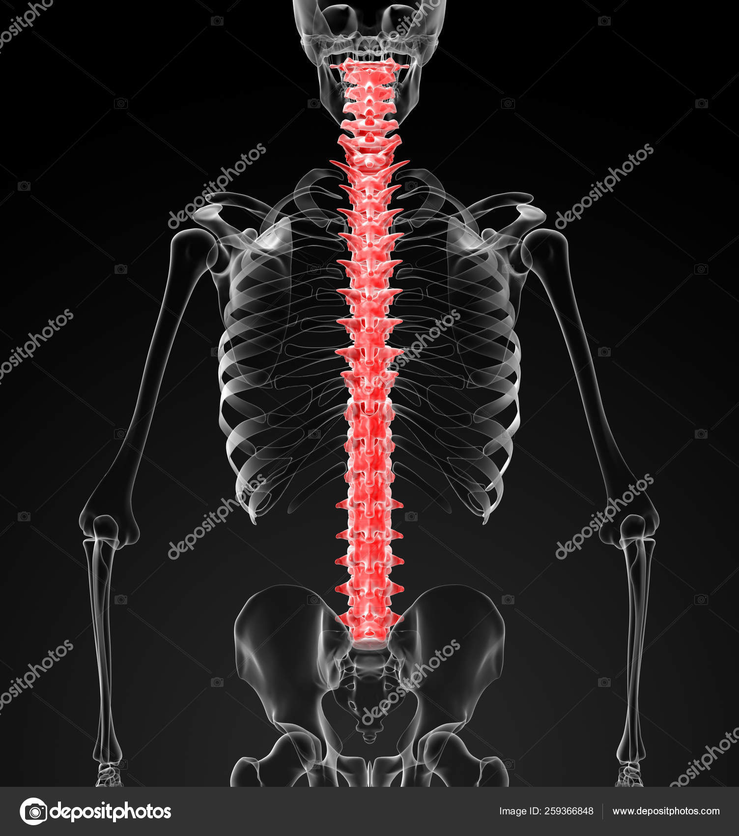 Human Spine Back View
