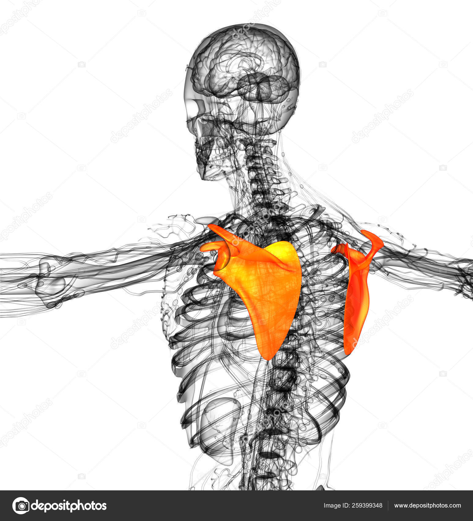 Renderizar Ilustração Médica Osso Escápula Vista Lateral fotos, imagens ...