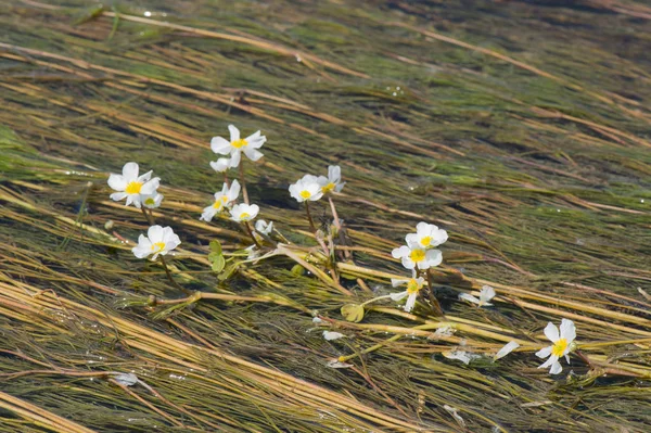 Common frogbit in water Stock Photos, Royalty Free Common frogbit in ...