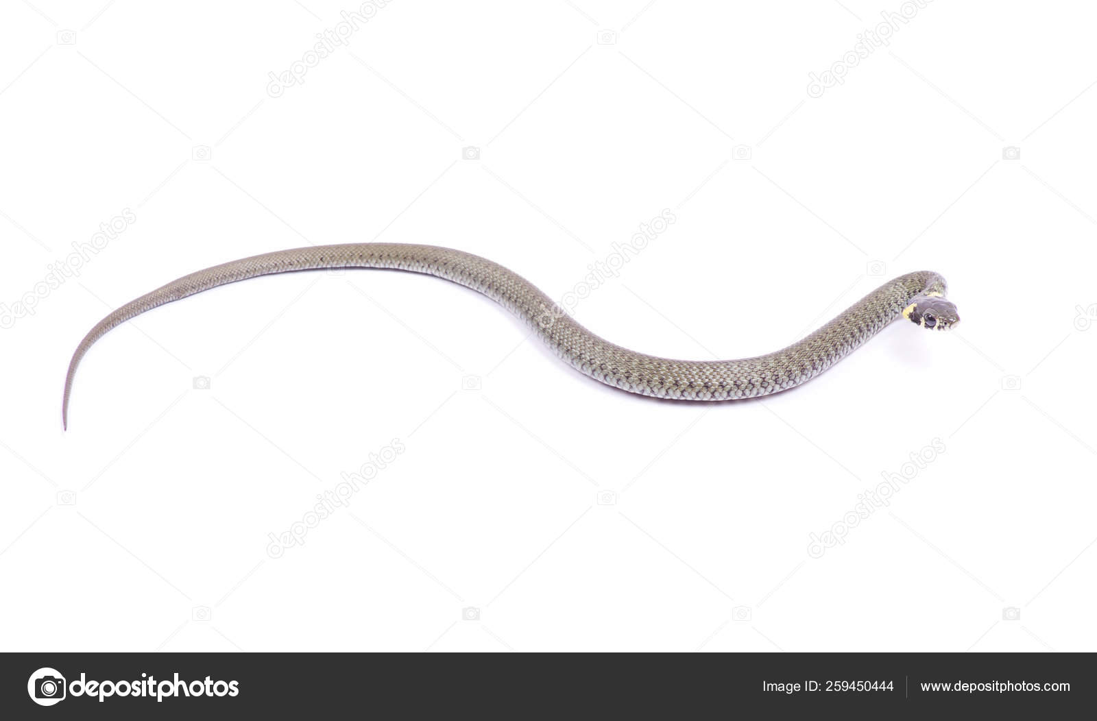 Snake Isolated White Background — Stock Photo © YAYImages #259450444
