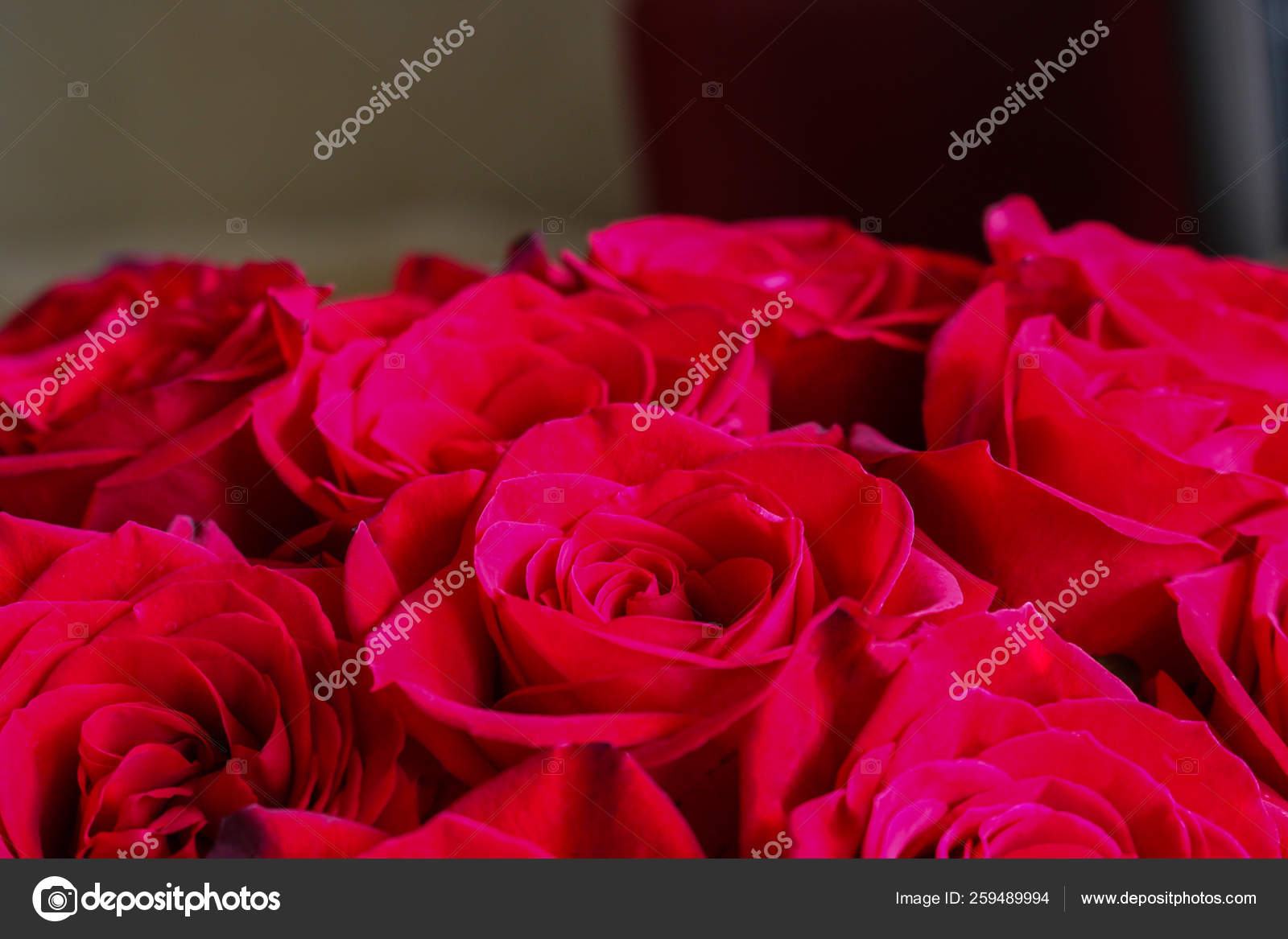 Close Red Roses — Stock Photo © YAYImages #259489994