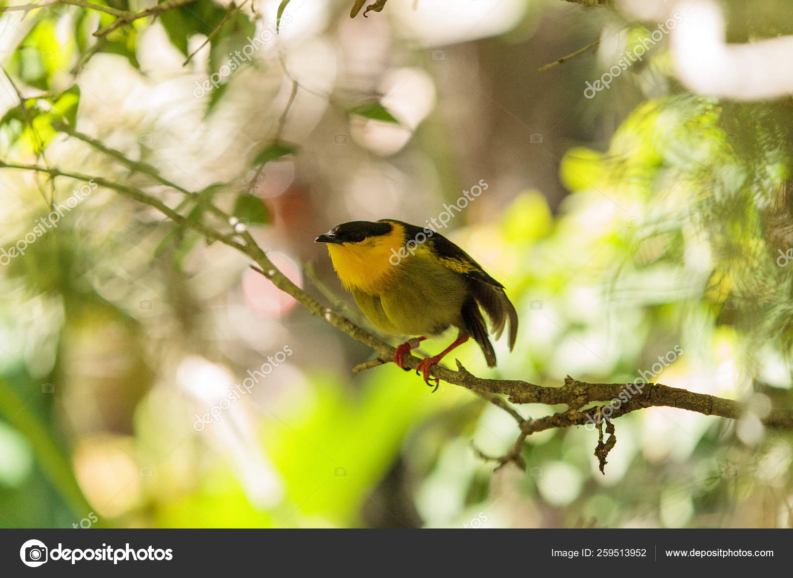 Golden Collared Manakin Known Manacus Vitellinus Tree — Stock Photo ...