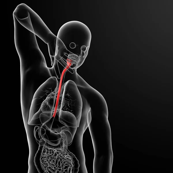 3d representación ilustrativa del esófago - vista posterior 2023