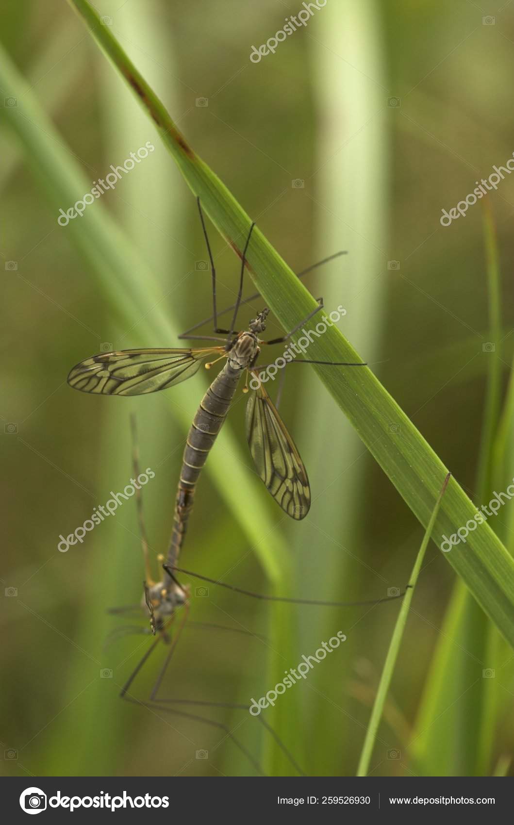 Two Mating Craneflies Grass Straw — Stock Photo © YAYImages #259526930