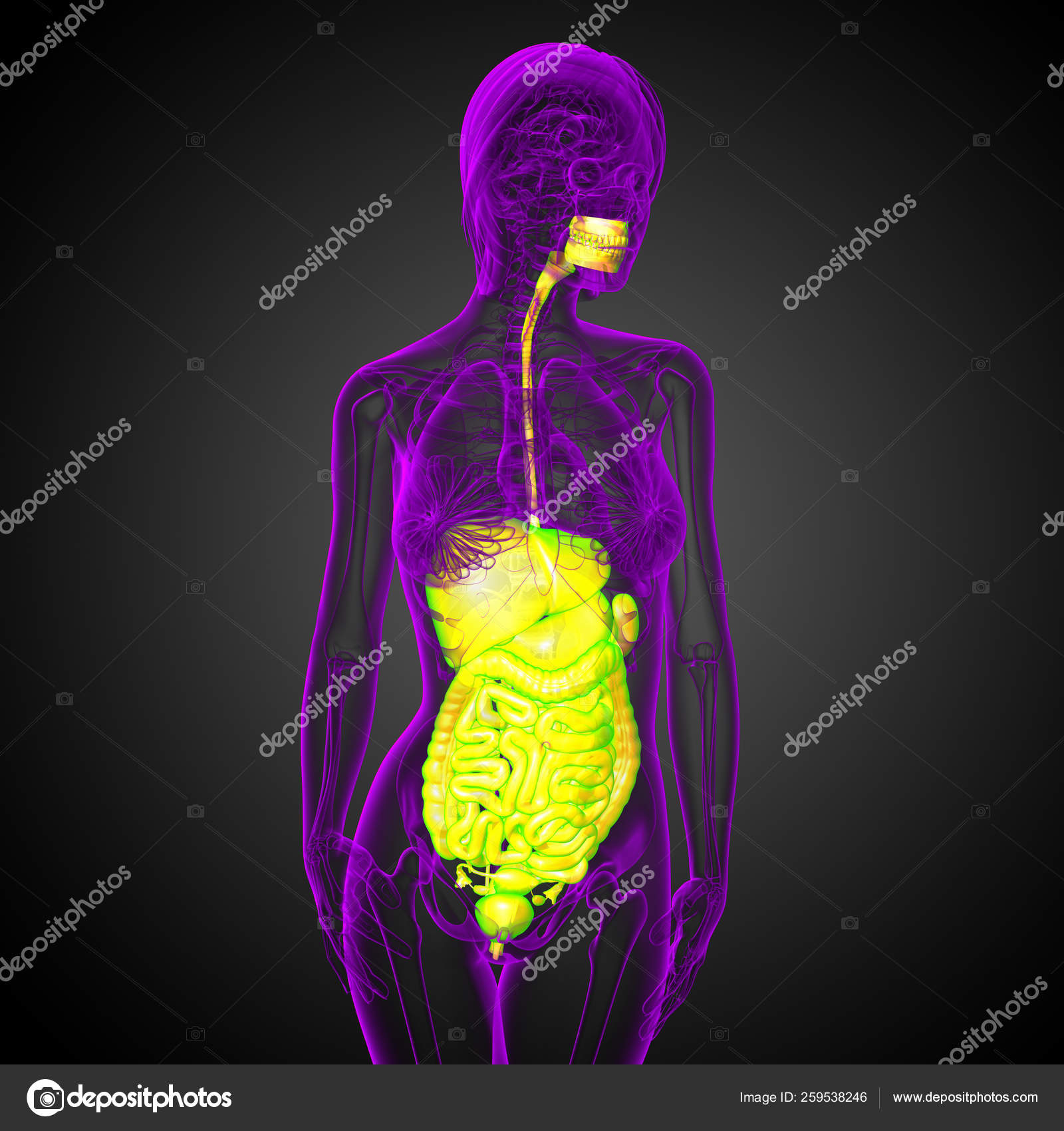 Rendre Illustration Médicale Système Digestif Humain Vue Face — Photo ...