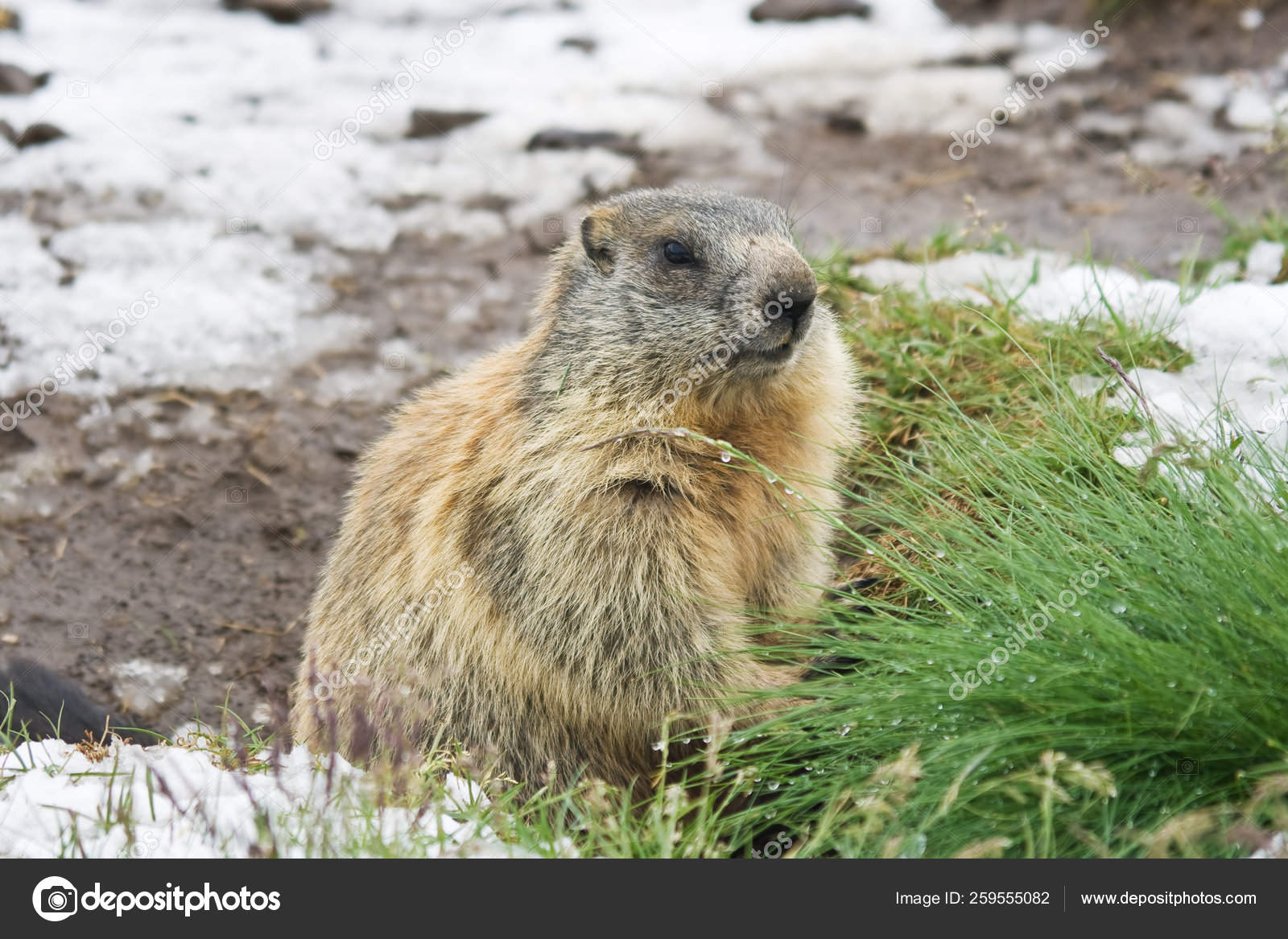 Marmot Standing Snow Covered Meadow Italian Alps Stock Photo by ...