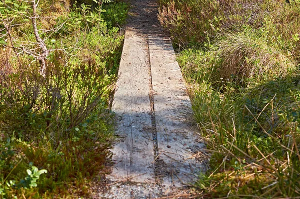 Norwegian forest Stock Photos, Royalty Free Norwegian forest Images ...