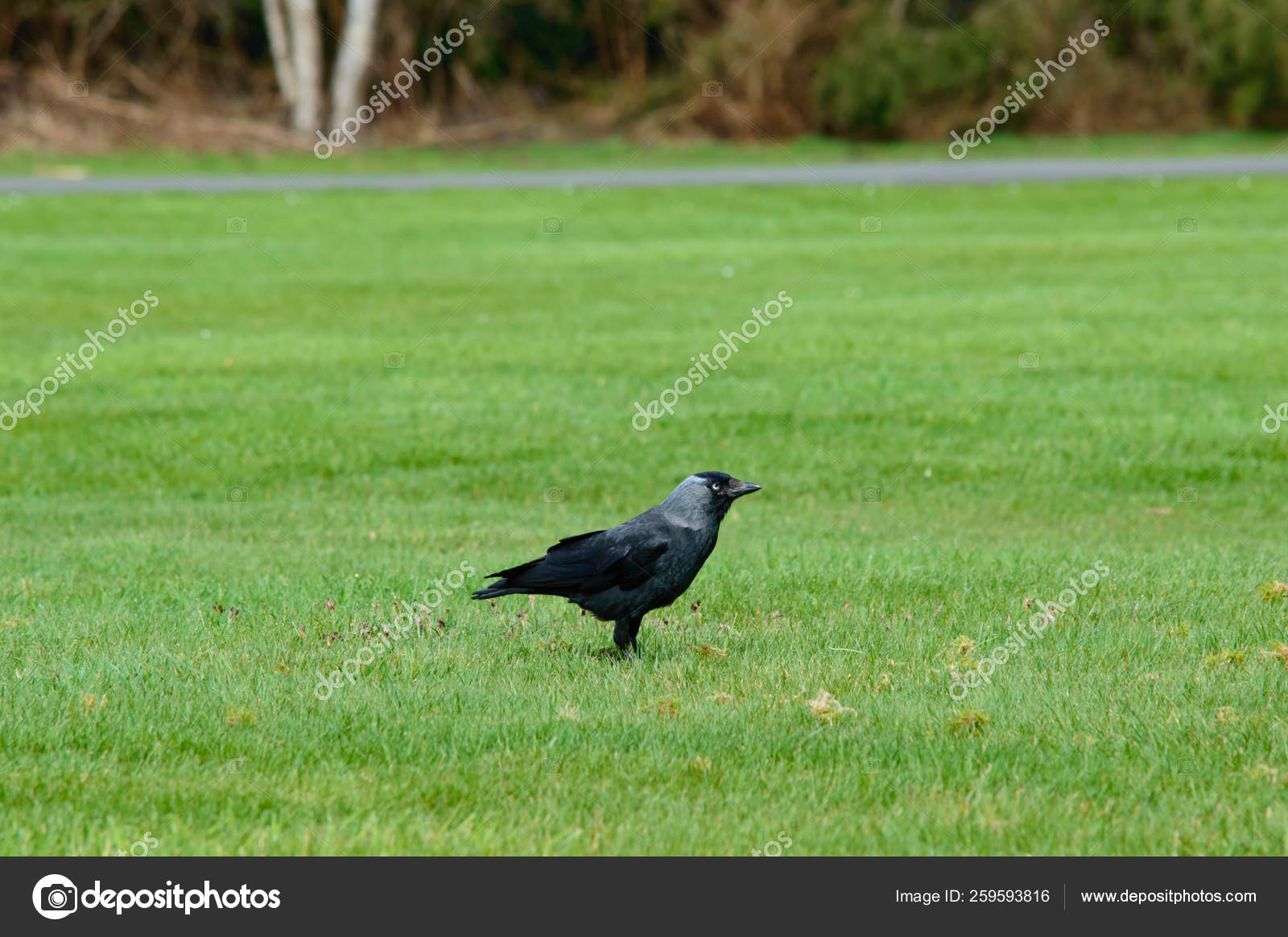Black Crow Standing Neat Green Lawn Park Close Side View Stock Photo by ...
