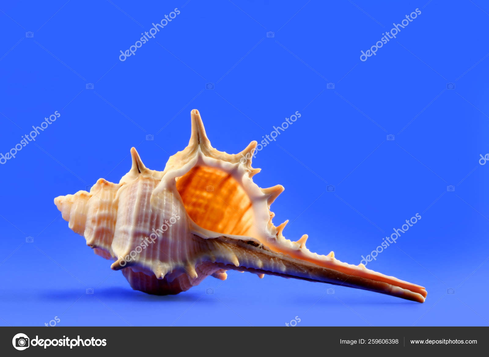 Seashell Blue Background Stock Photo by ©YAYImages 259606398