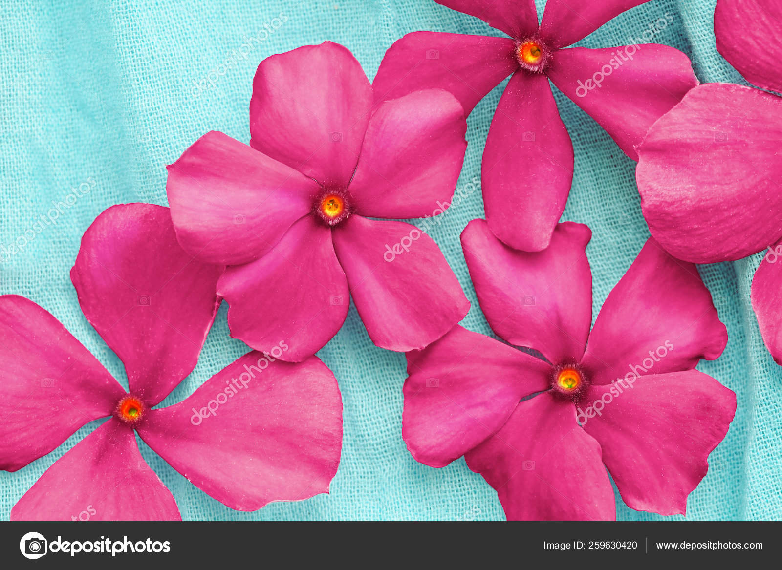 Pink Flowers Aqua Blue Background Stock Photo by ©YAYImages 259630420