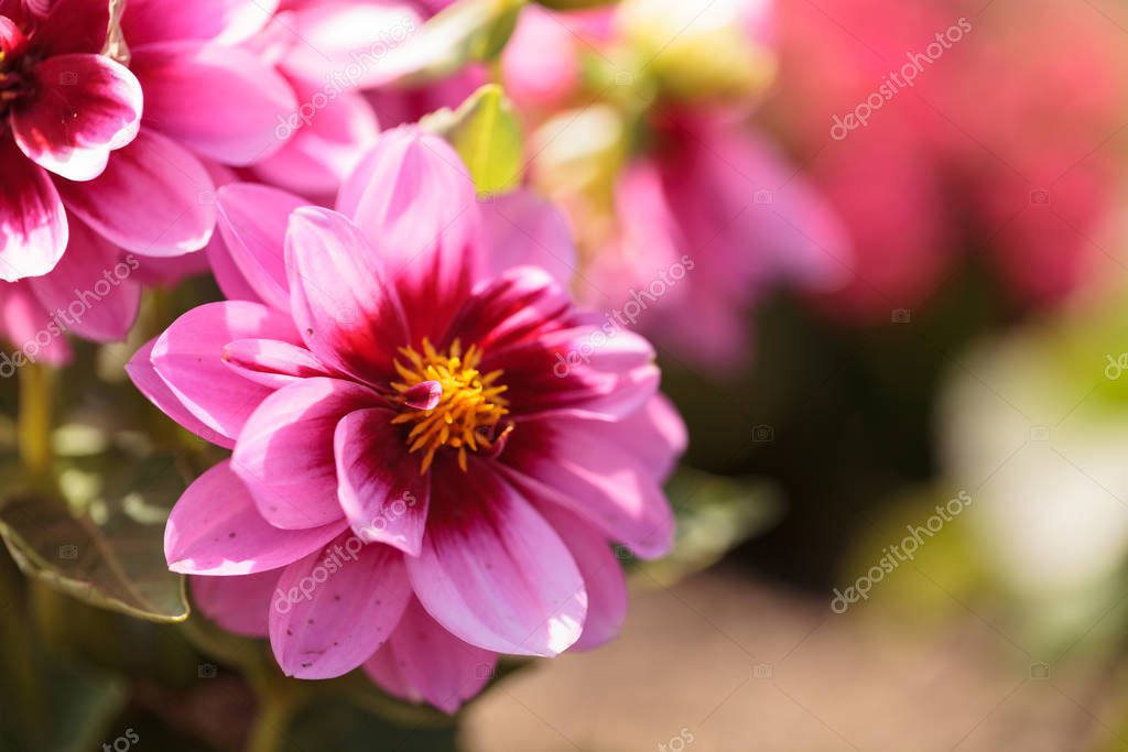 Flor rosa de la Dalia llamada Fascinación se encuentra en México y es ...