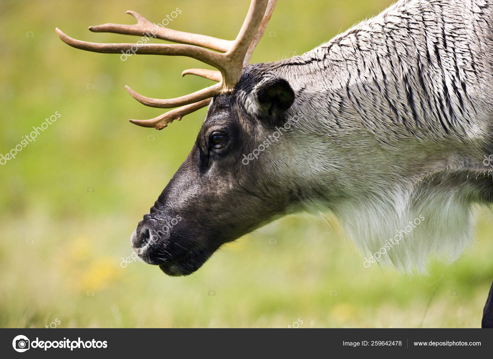 Canadian Caribou Face