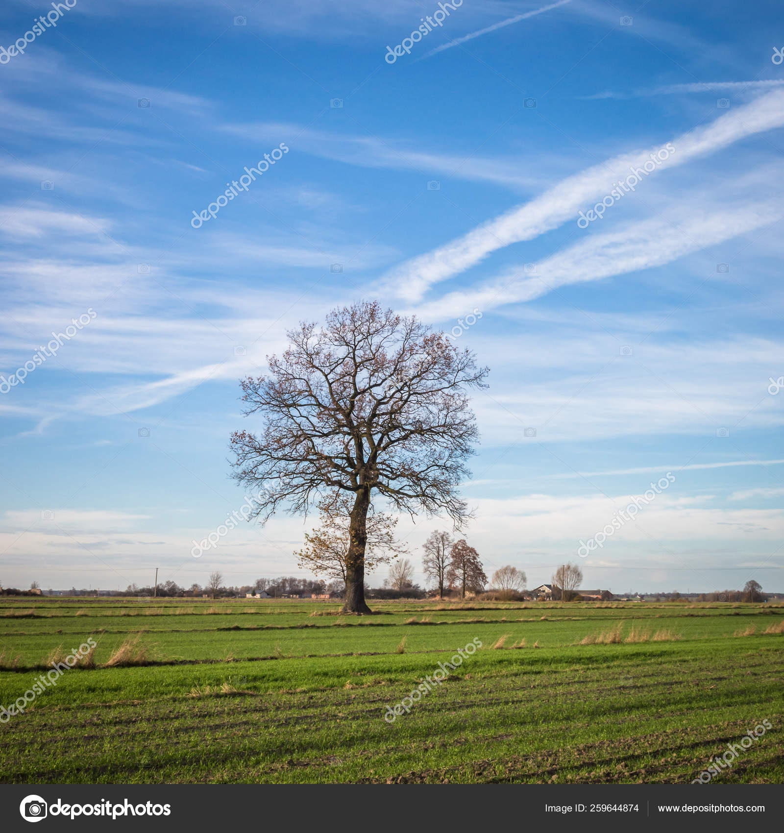Old Big Tree Color Background Blue Sky Stock Photo by ©YAYImages 259644874