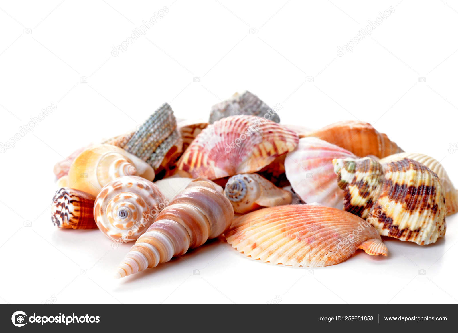 Groupng Seashells White Background Stock Photo by ©YAYImages 259651858