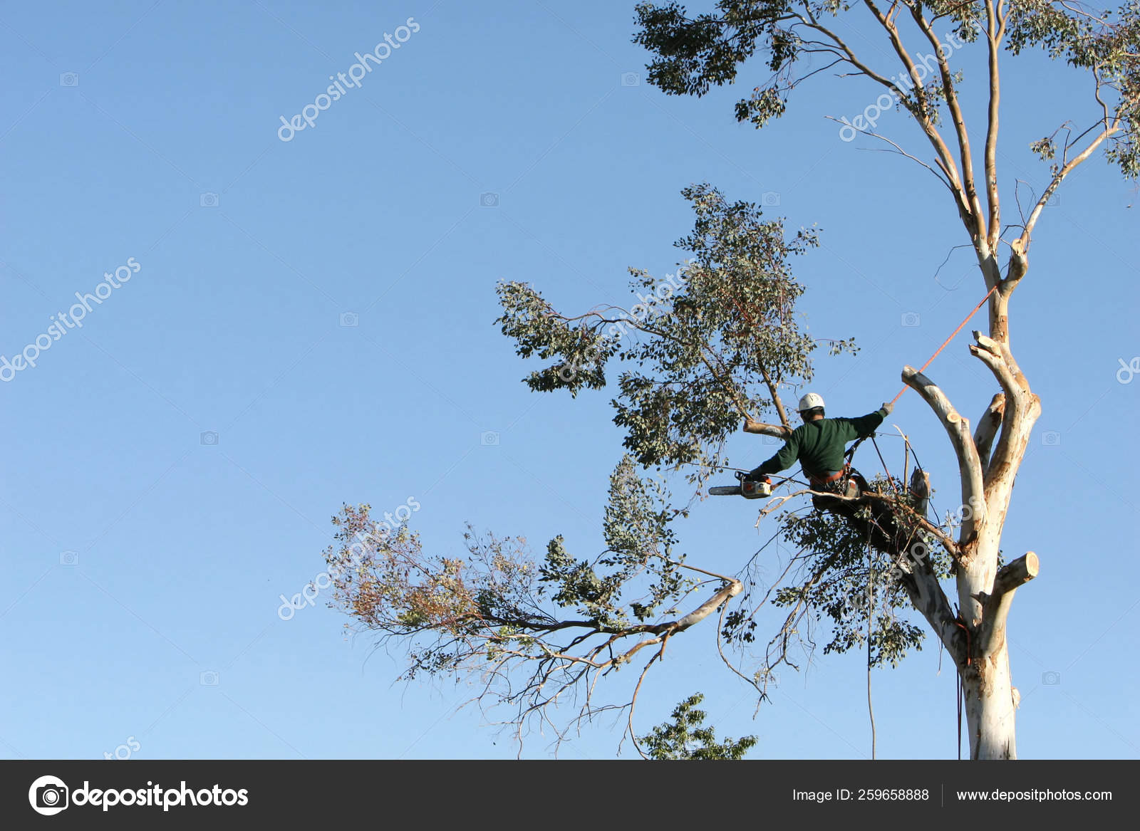 Large Tree Being Cut Man Suspended Ropes Large Branch Falling — Stock ...